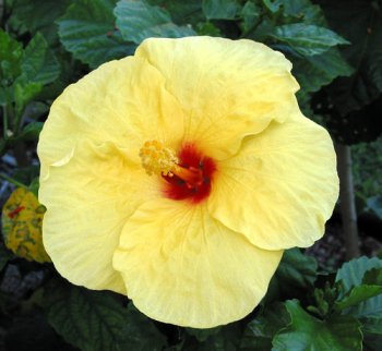 Hawaiian Genocide